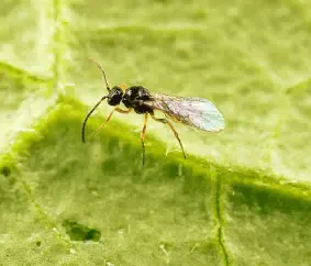 Ephedrus cerasicola e la lotta biologica contro gli afidi