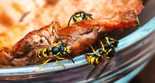 Che cosa attira le vespe? Gli errori da non fare all’aperto